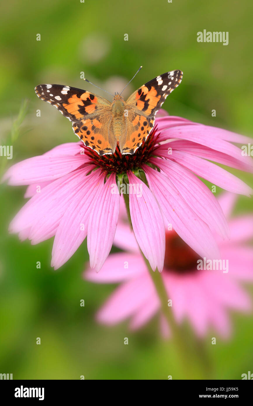 Painted Lady, Thistle Butterfly (Vanessa cardui, Cynthia cardui ...