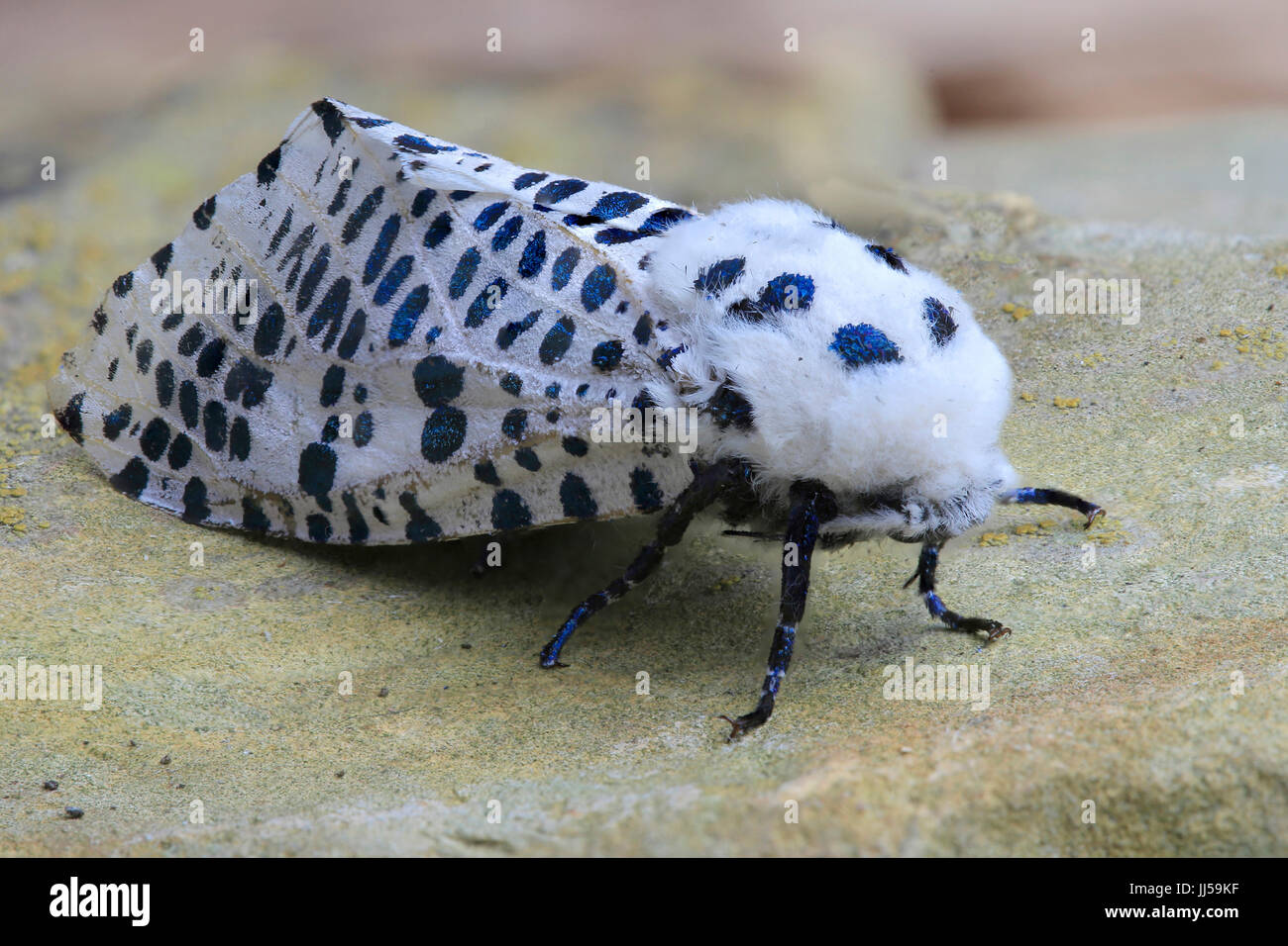 Leopard moth, wood leopard moth ( Zeuzera pyrina Stock Photo - Alamy