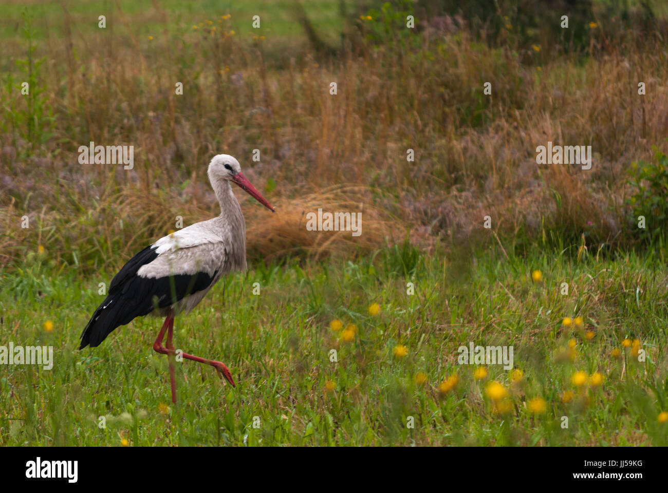 Natura 2000 Poland, Europe, Stork on the meadow Stock Photo - Alamy