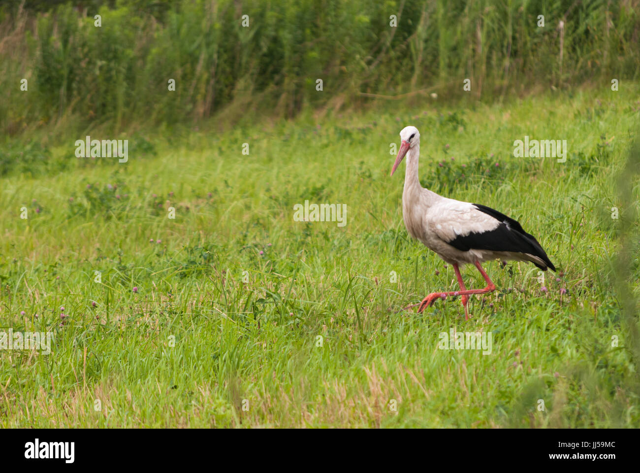 Natura 2000 Poland, Europe, Stork on the meadow Stock Photo - Alamy