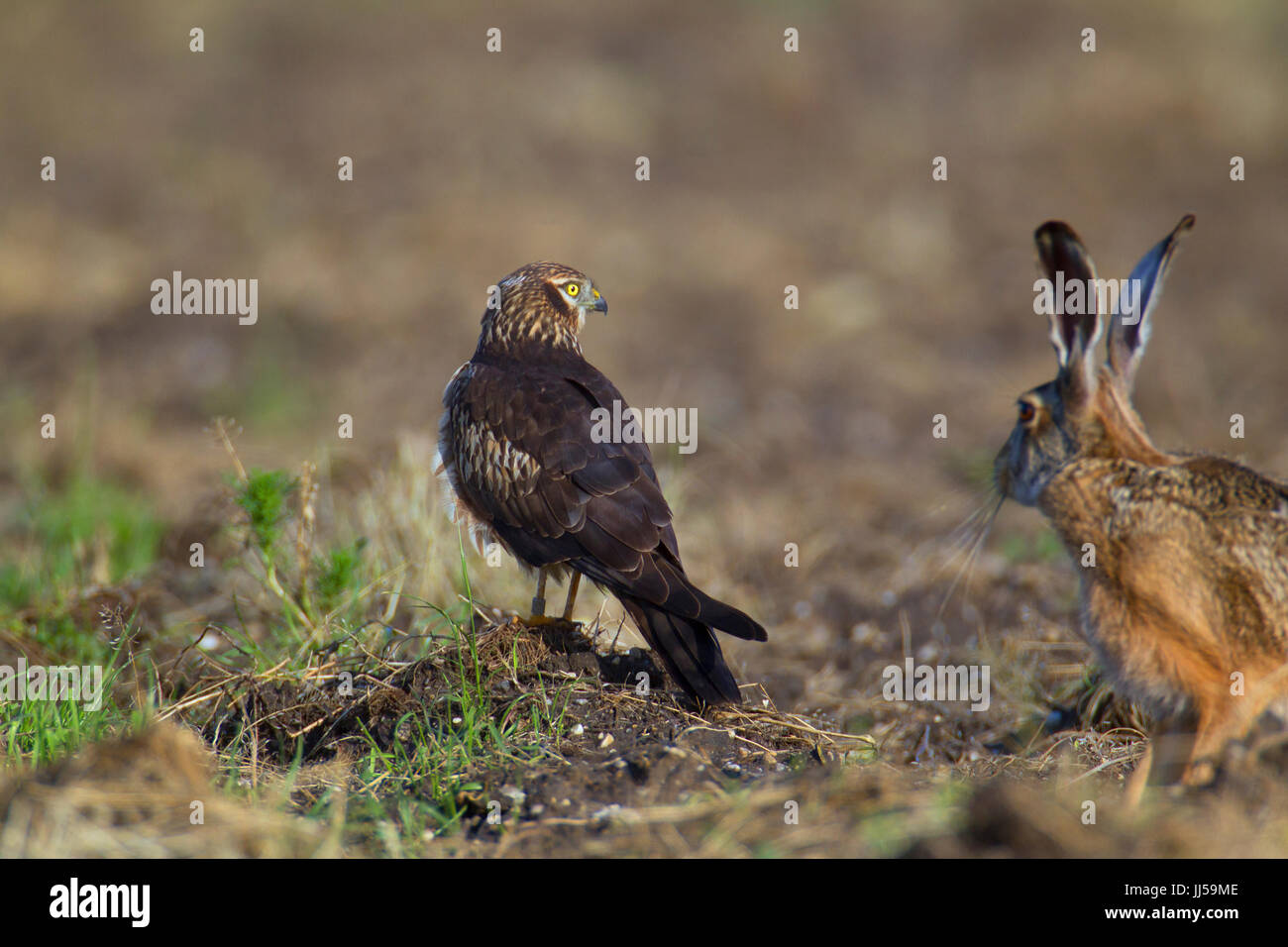 MontaguÂ«s Harrier (Circus pygargus) and European Hare (Lepus europaeus ...