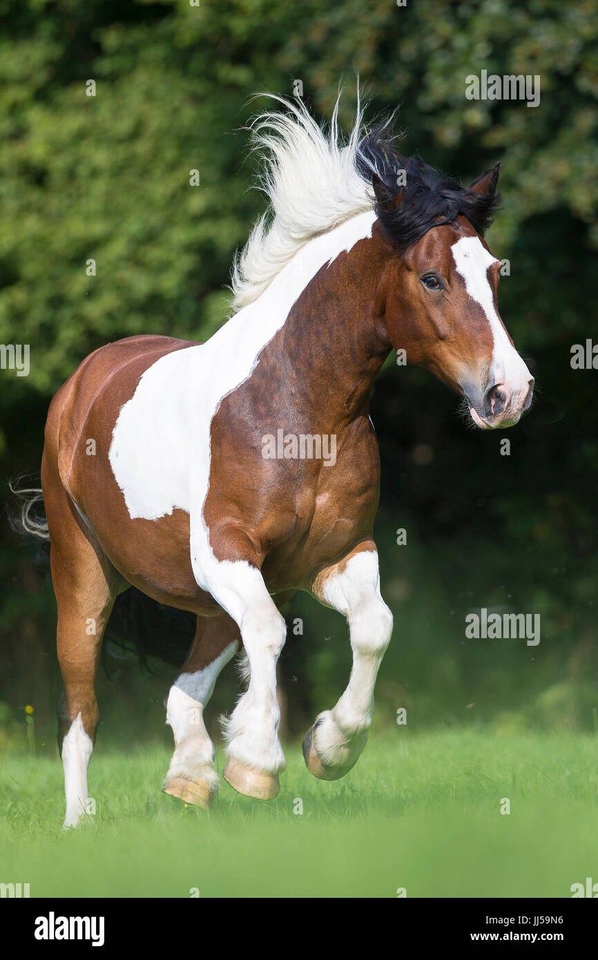 Gypsy Cob. Skewbald gelding galloping on a pasture. Germany Stock Photo ...