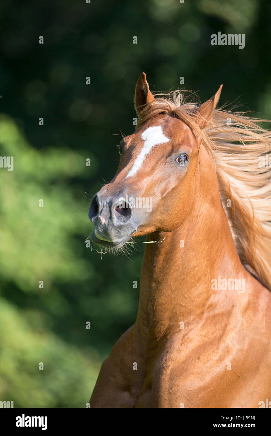 American quarter horse portrait chestnut hi-res stock photography and ...