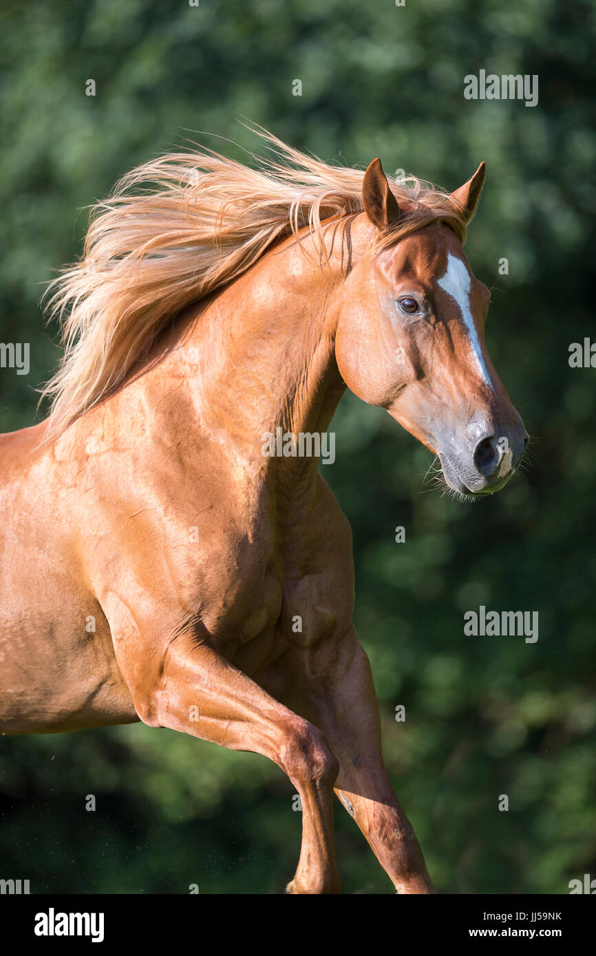 American Quarter Horse. Chestnut gelding galloping on a pasture ...