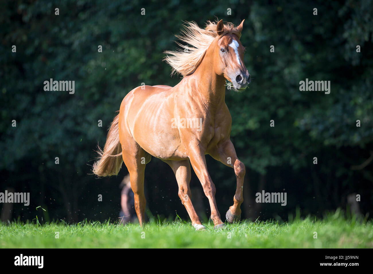 American quarter horse chestnut gelding galloping on a pasture hi-res ...