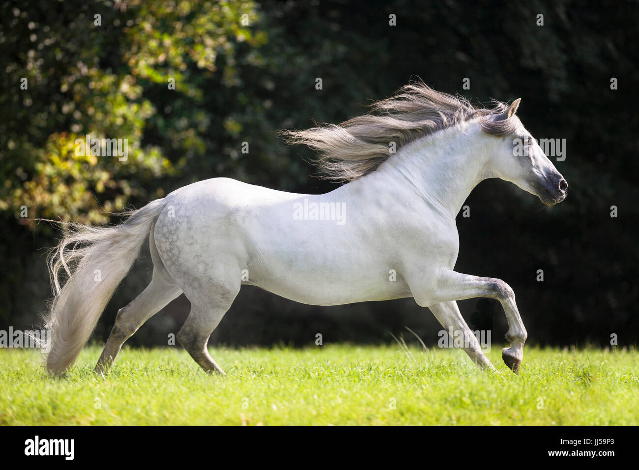 Pure Spanish Horse, Andalusian. Gray gelding galopping on a meadow ...