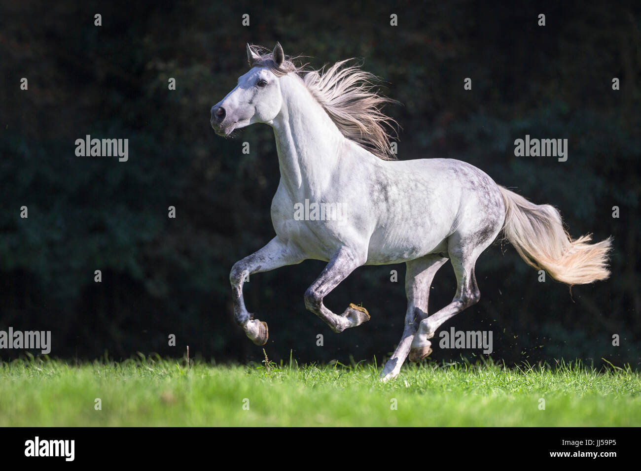 Pure Spanish Horse, Andalusian. Gray gelding galopping on a meadow ...