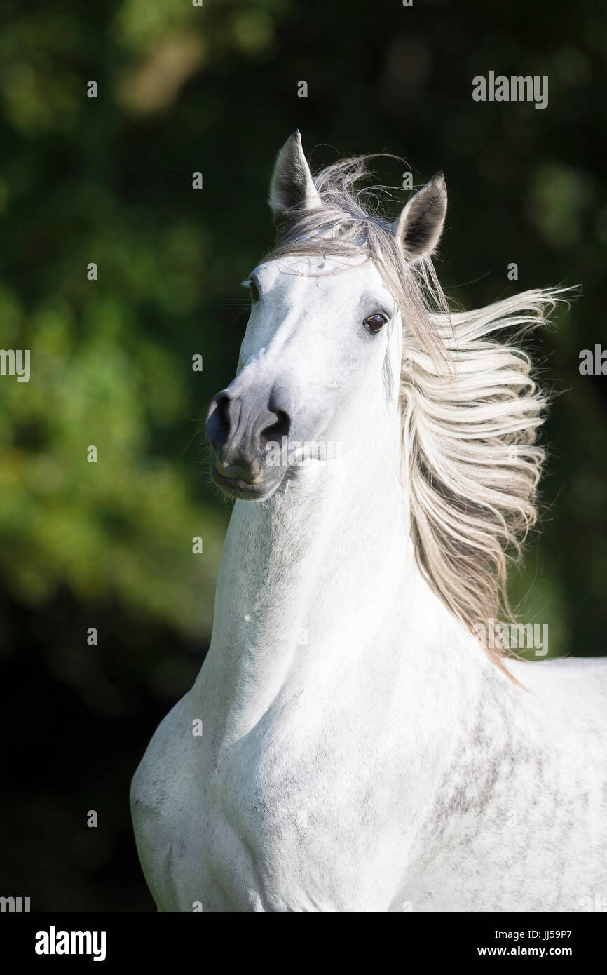 Pure Spanish Horse, Andalusian. Portrait of gray gelding with mane ...