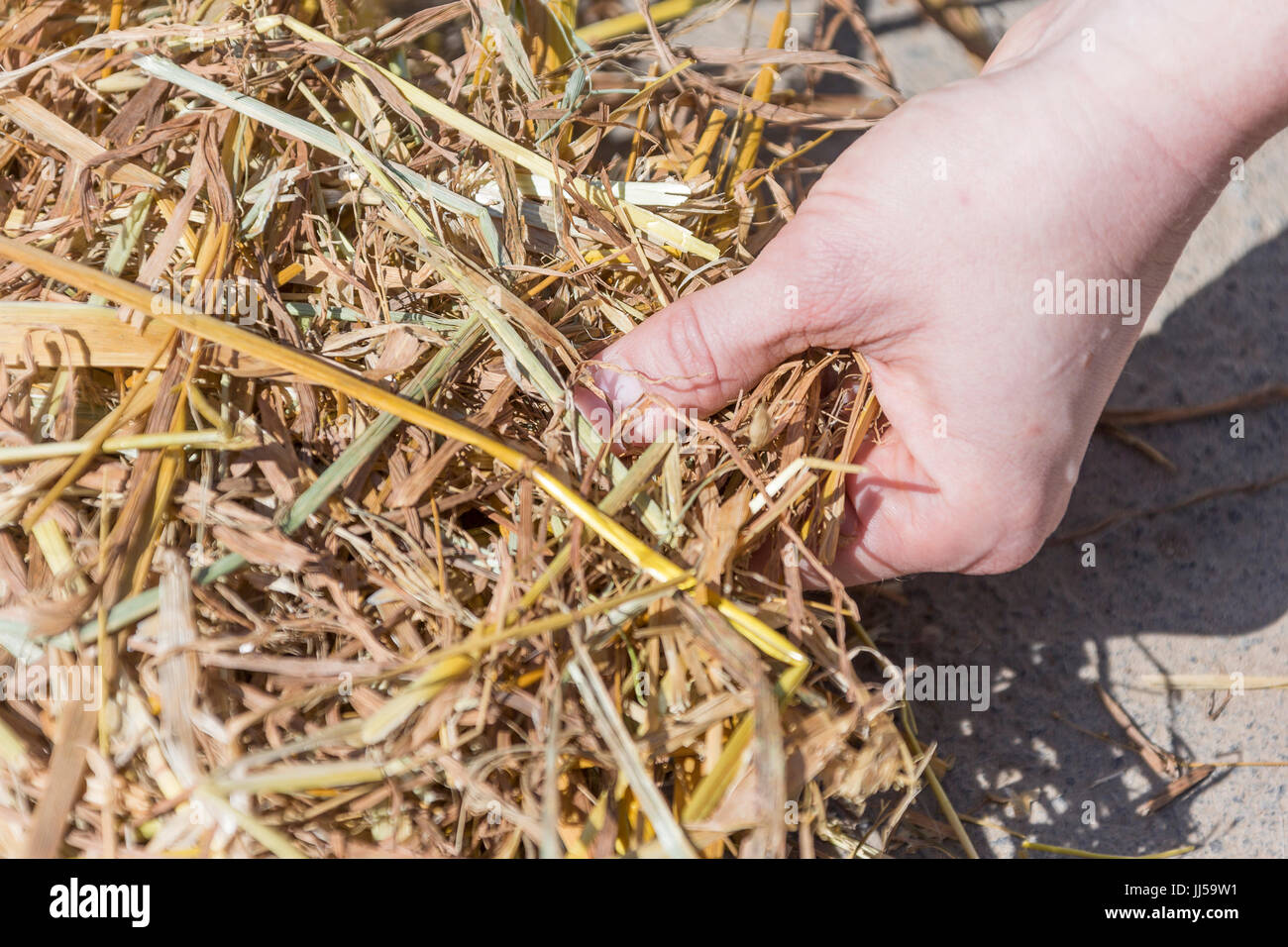 Oats straw. Germany Stock Photo - Alamy