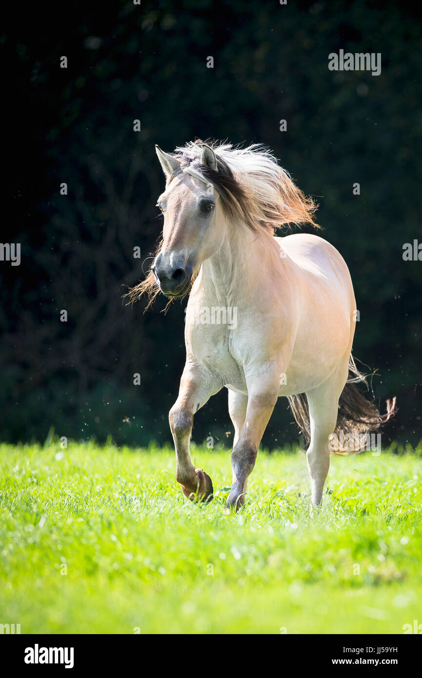 Norwegian Fjord Horse. Adult galloping on a pasture. Germany Stock ...