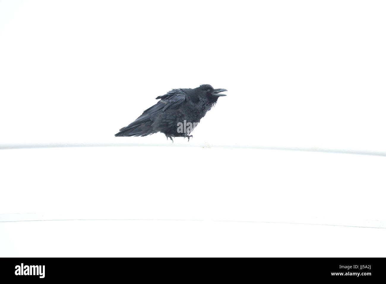 Icelandic crow Cut Out Stock Images & Pictures - Alamy
