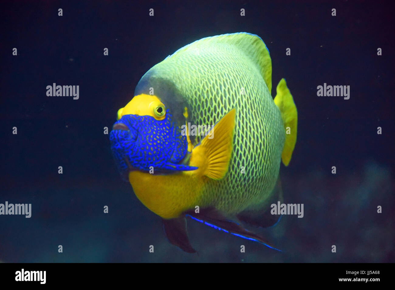 Colourful reef fish swimming close hi-res stock photography and images ...