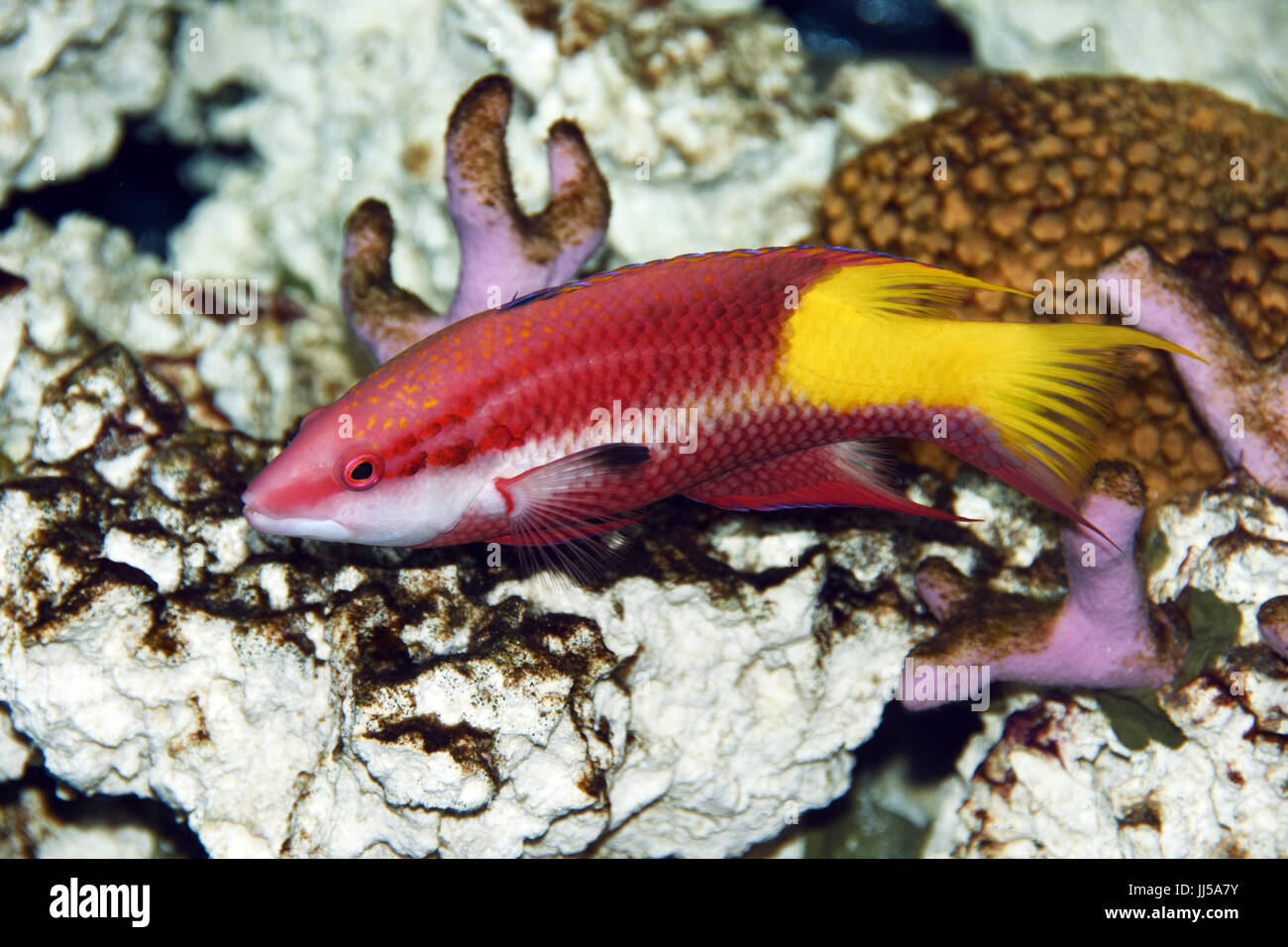Cuban hog fish Stock Photo - Alamy