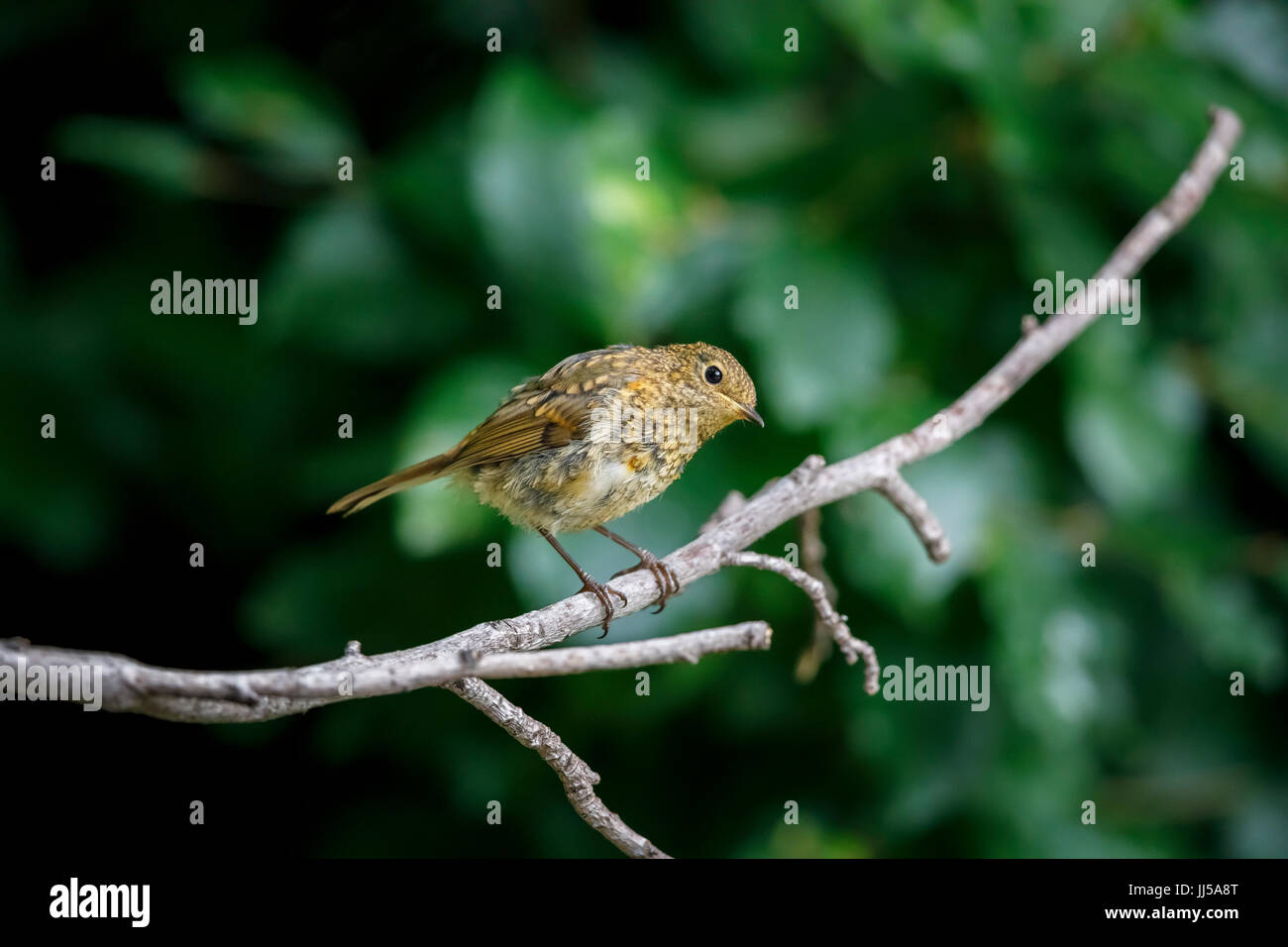 Juvenile robin uk hi-res stock photography and images - Alamy