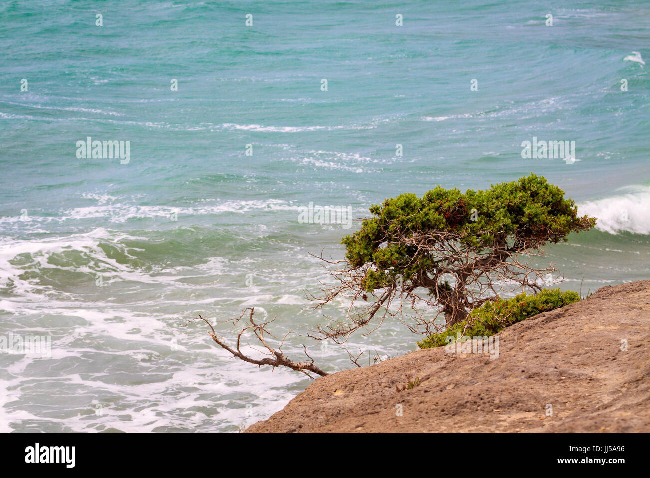 Lone cedar tree hi-res stock photography and images - Alamy