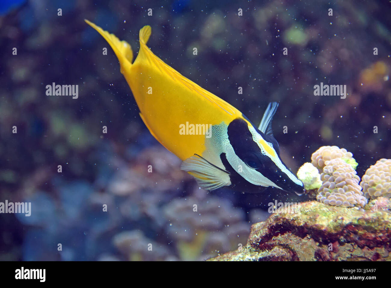 The marine life of tropical fish hi-res stock photography and images ...