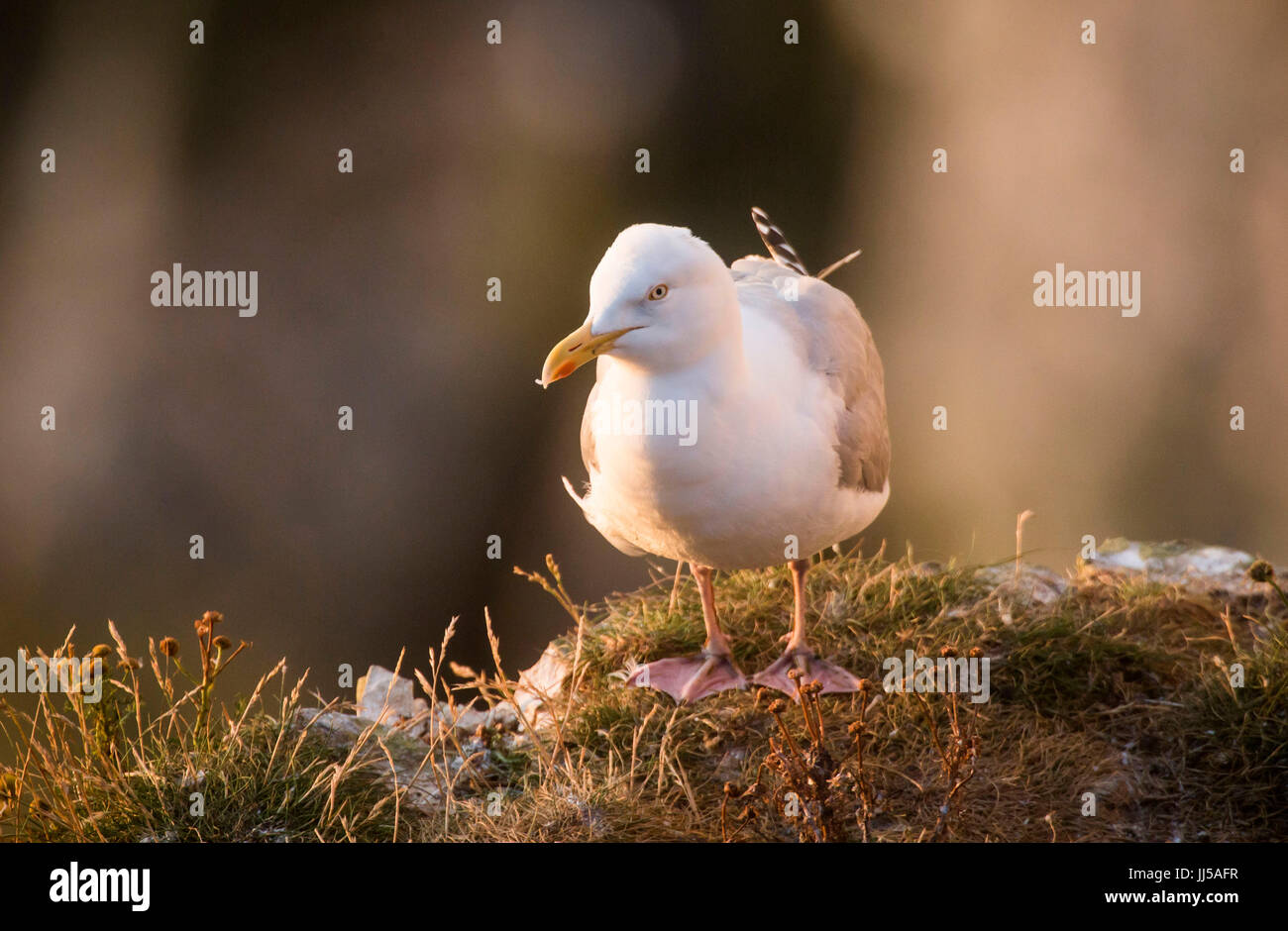 A Herring Gull at the RSPB nature reserve at Bempton Cliffs in ...