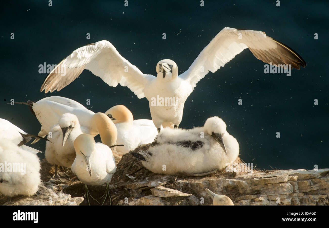 Gannet chick rspb nature reserve bempton cliffs hi-res stock ...