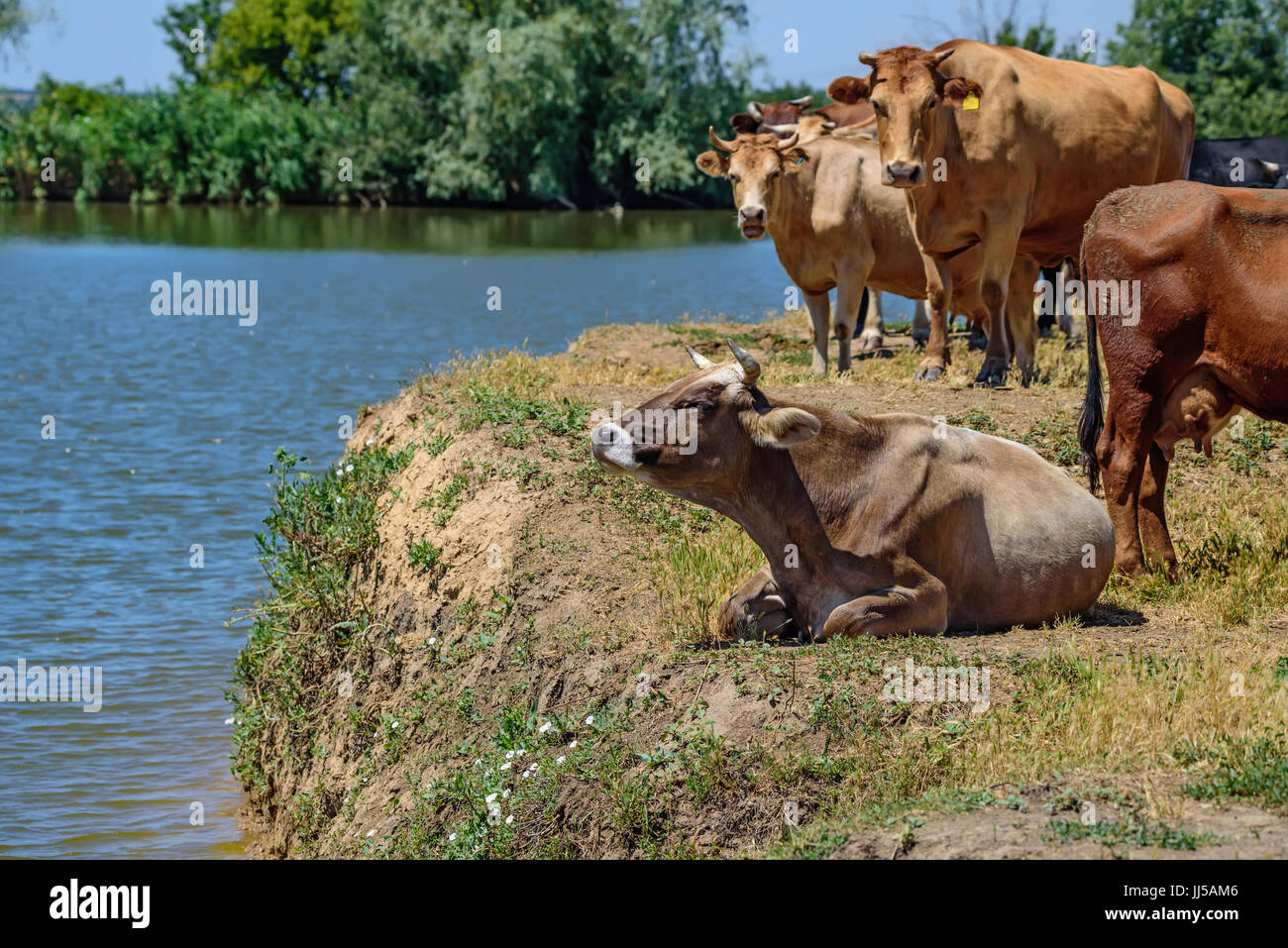Cows in rural landscape Stock Photo - Alamy