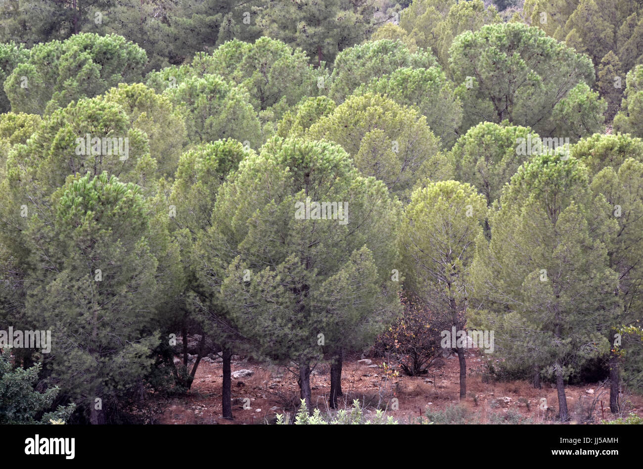 Pine tree forest ,Galilee, Israel Stock Photo - Alamy
