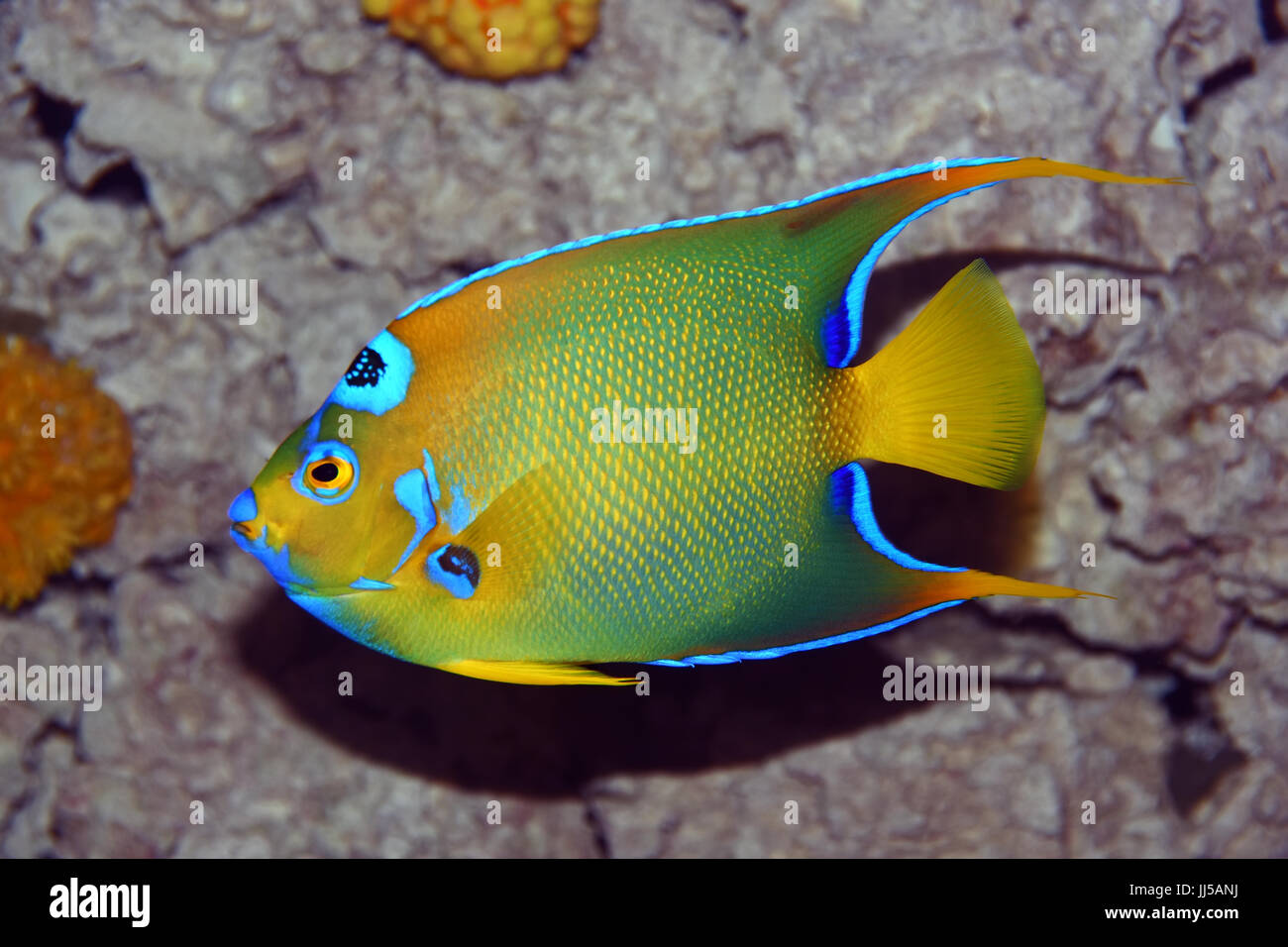 Queen angelfish , tropical fish swim near coral reef Stock Photo - Alamy