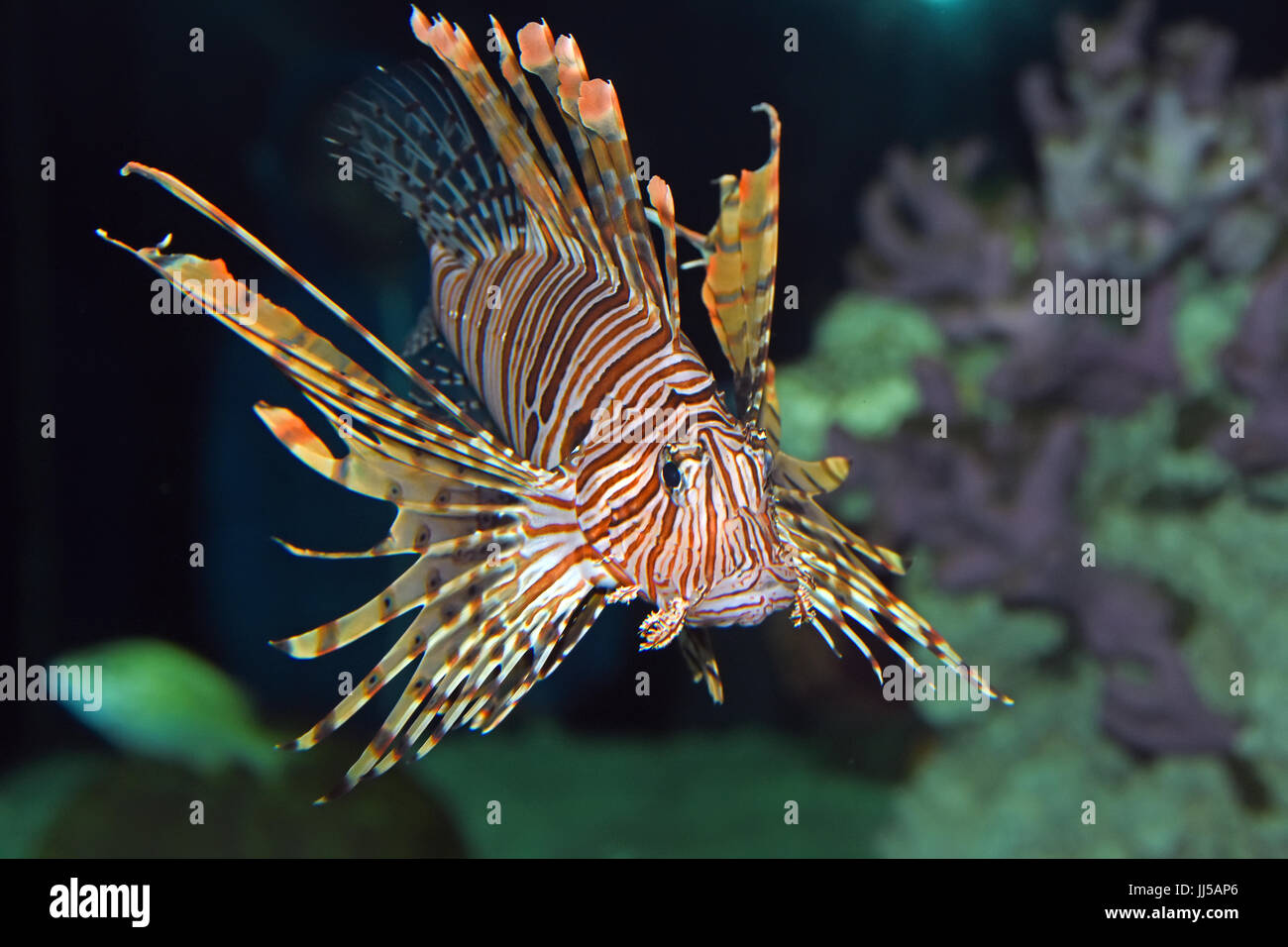 The marine life of tropical fish hi-res stock photography and images ...