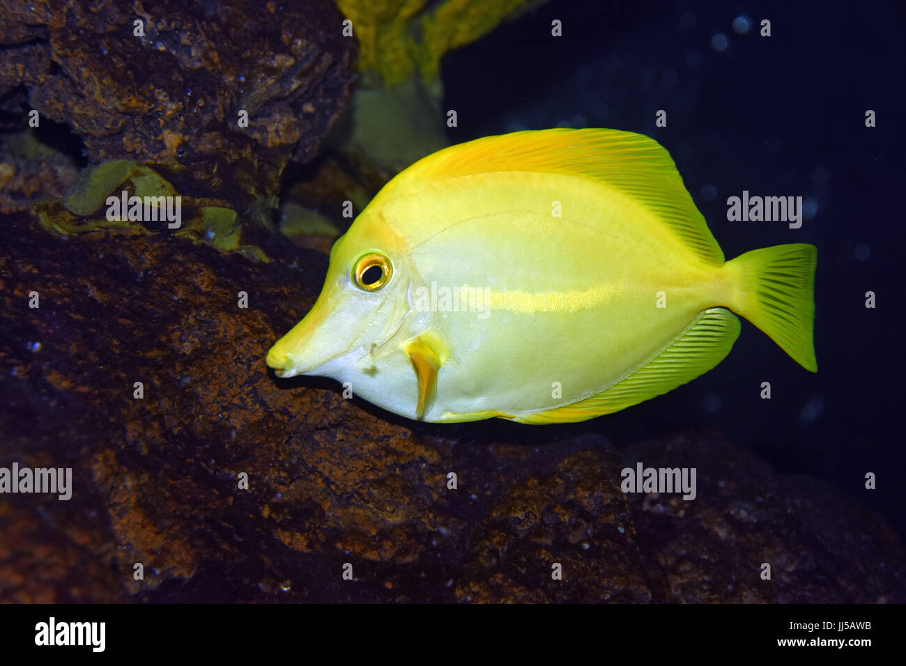Yellow tang, tropical fish swim near coral reef Stock Photo - Alamy