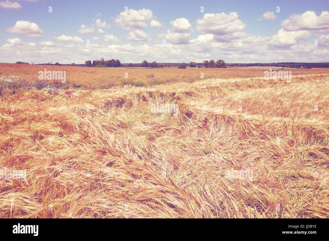 Summer rural landscape, color toning applied Stock Photo - Alamy