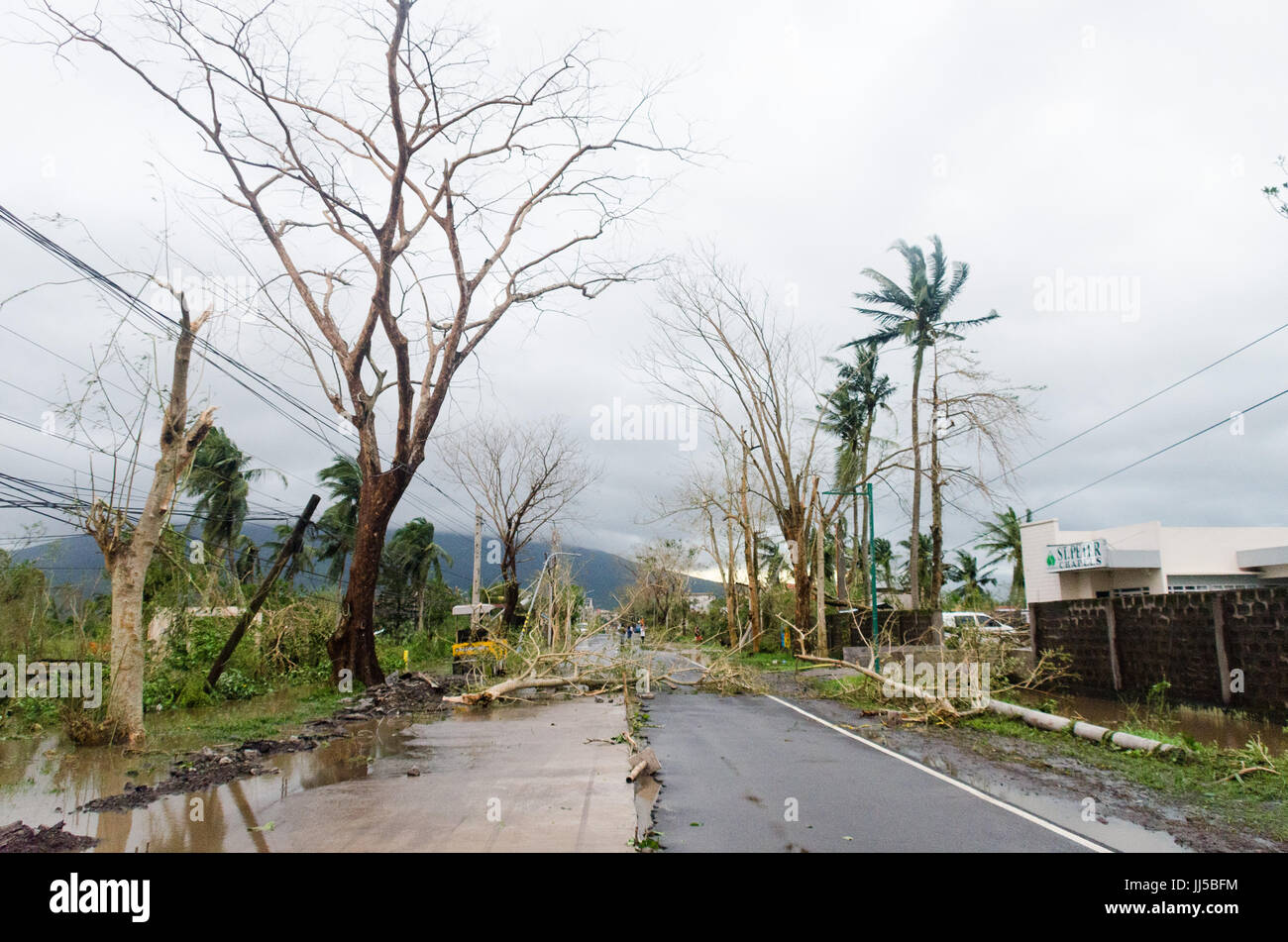 Typhoon aftermath in the Philippines with down trees Stock Photo - Alamy
