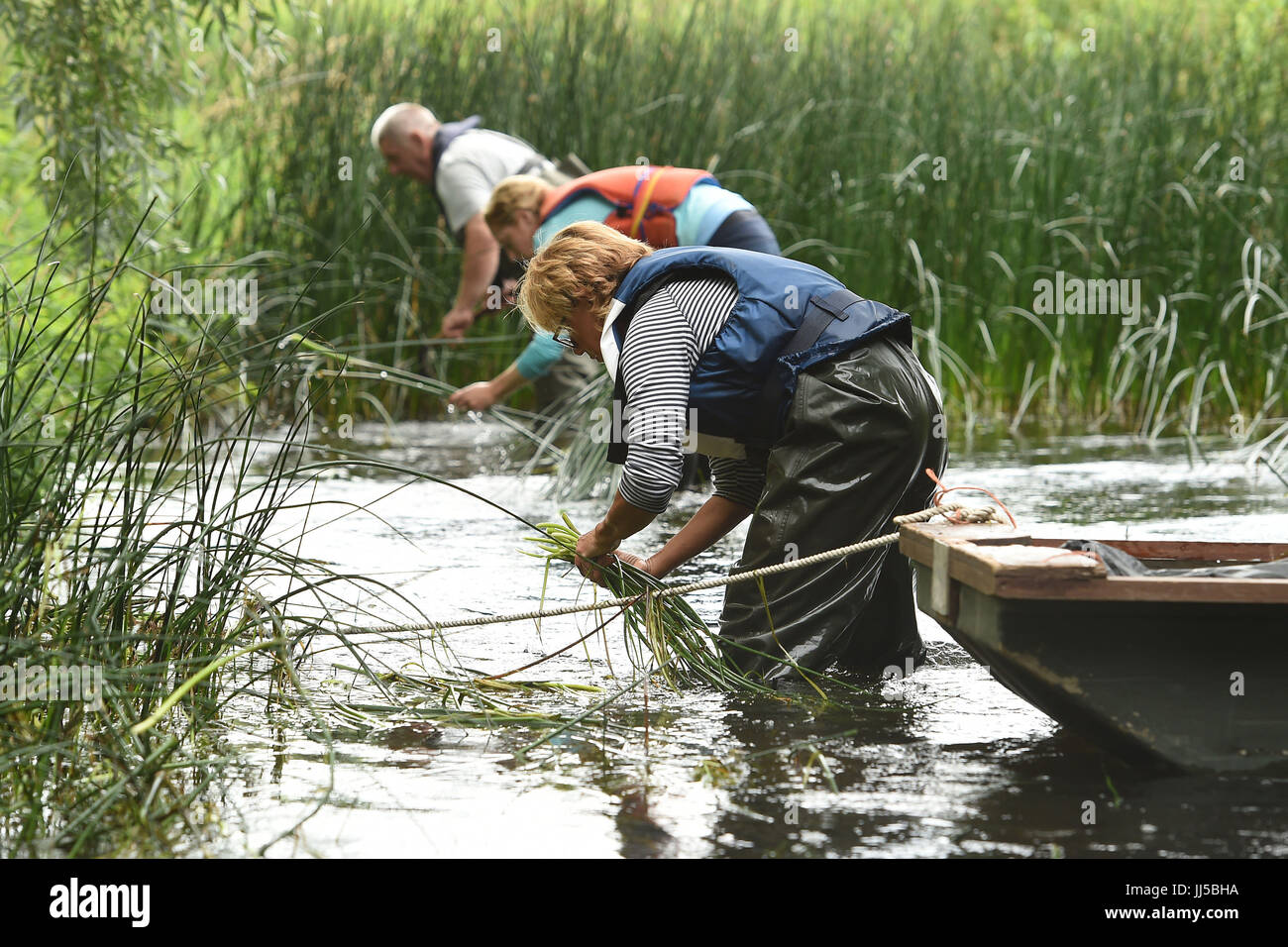 Harvesting bulrush hi-res stock photography and images - Alamy