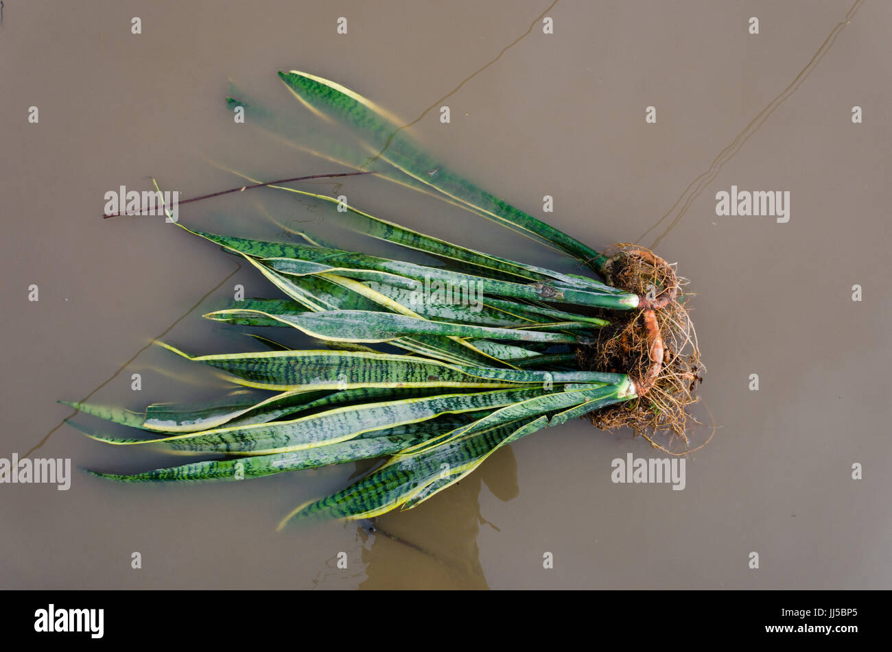 Floating plant in a muddy water after a typhoon Stock Photo - Alamy