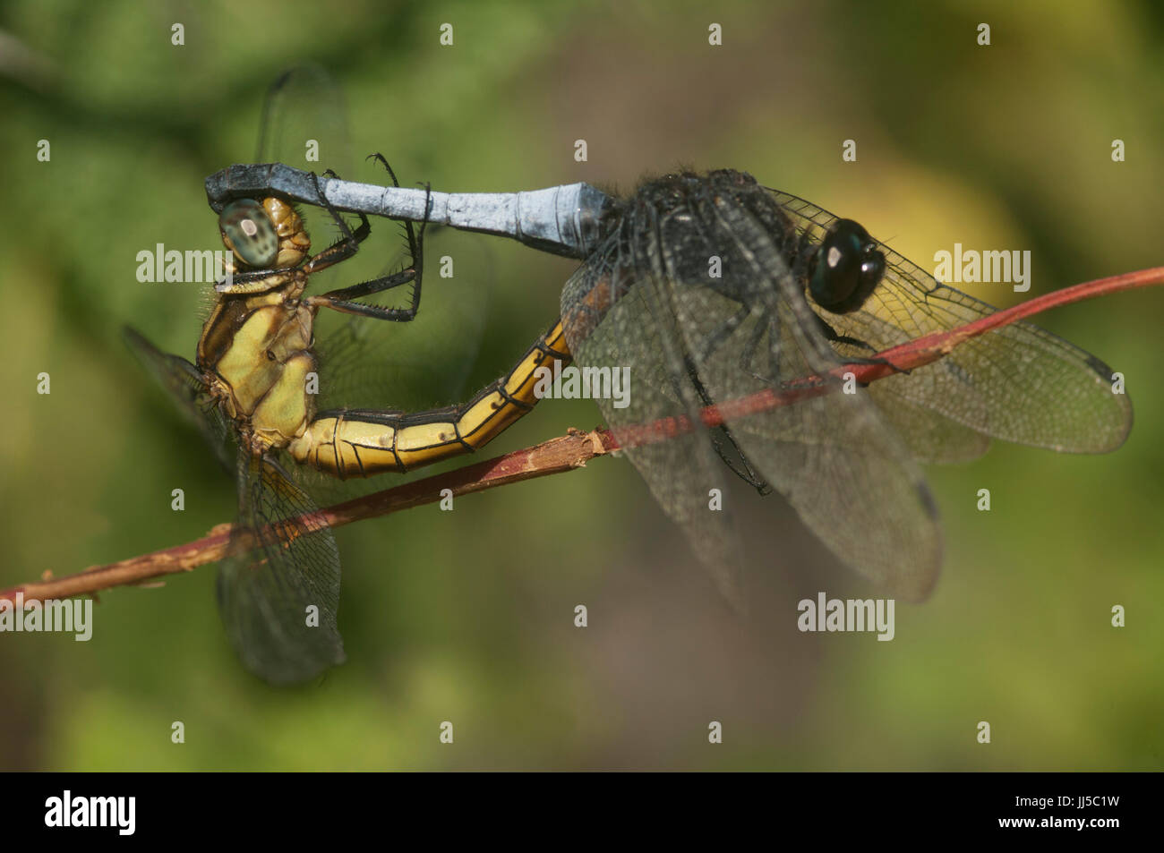 Marsh hawk hi-res stock photography and images - Alamy