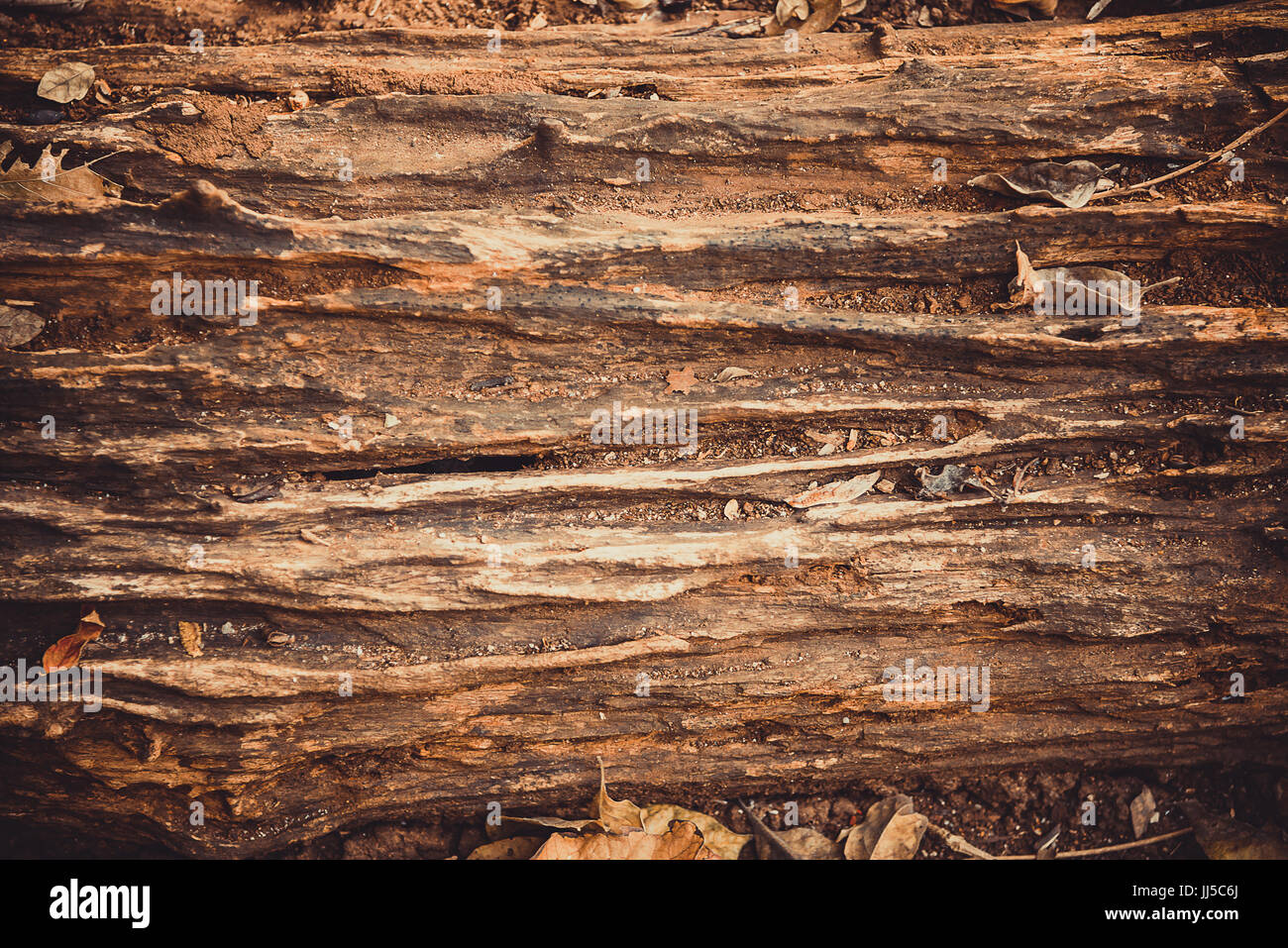 Decay wood in garden or park. wheathered wood. vintage tone with ...