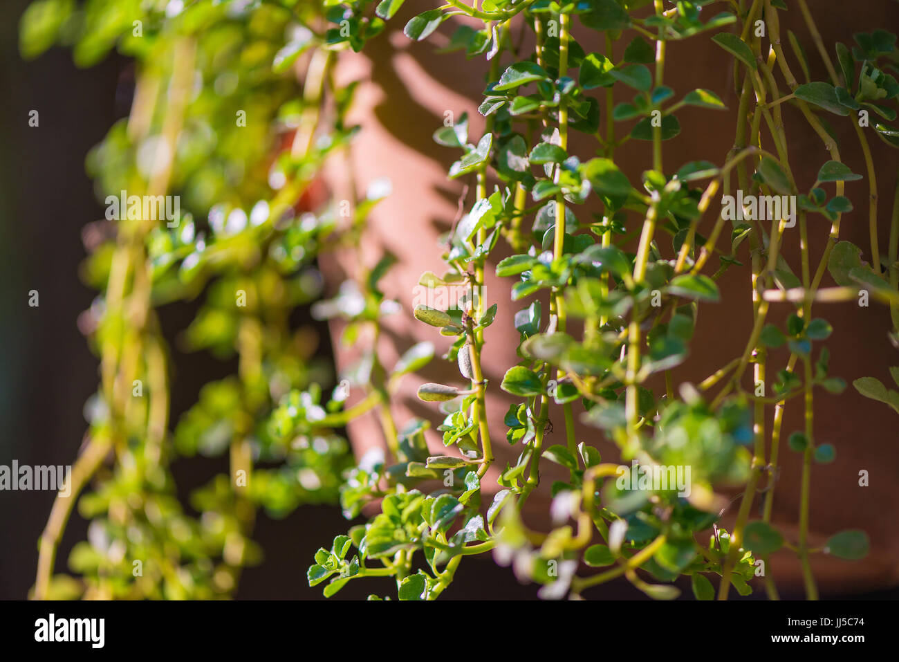 Small vine plants growth in flowerpot or clay pot in garden with ...
