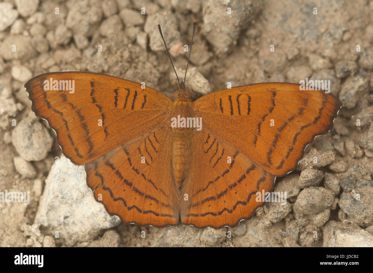 Tabby Butterfly basking. Found in North East India and Lower Himalayas ...