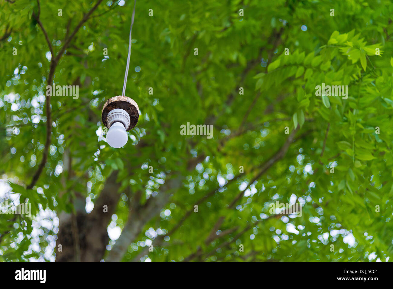 Lamp hanging under the big tree in the garden Stock Photo - Alamy