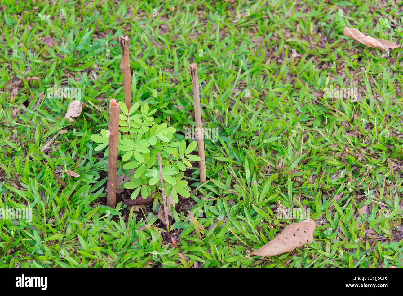 Small plant in garden or park. little tree in meadow, shallow focus ...