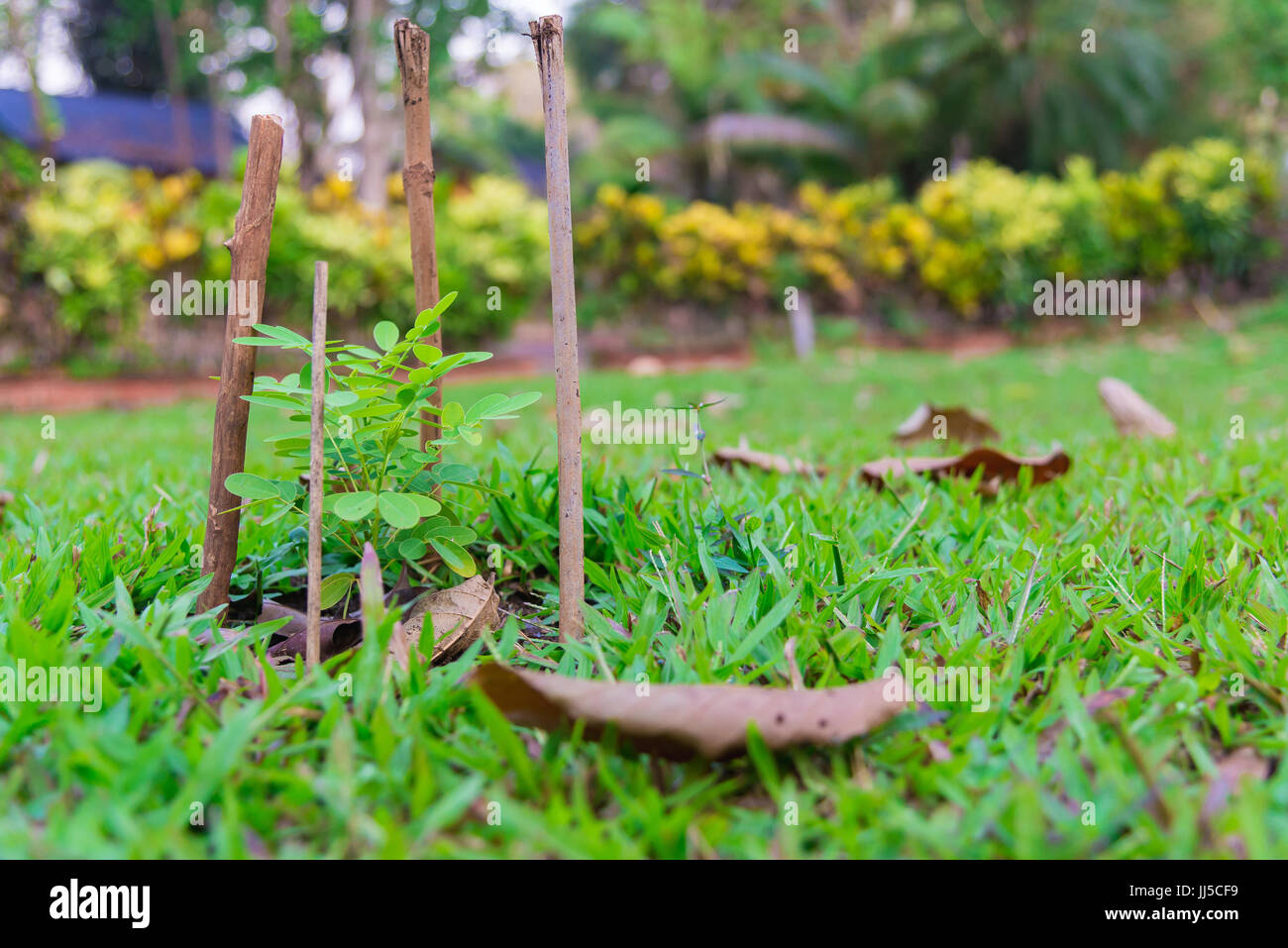 Small plant in garden or park. little tree in meadow Stock Photo - Alamy