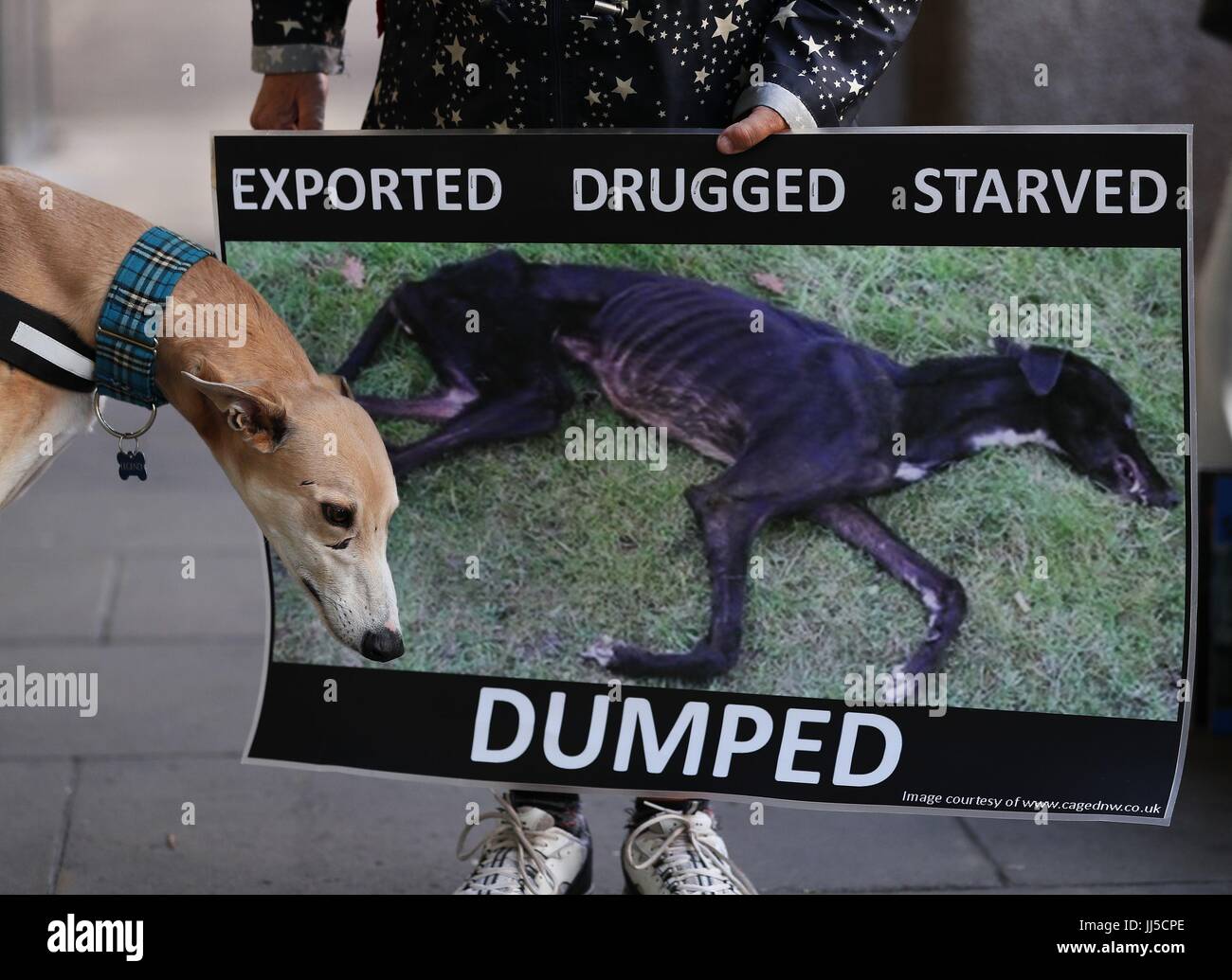 Legend, a greyhound rescued from China and rehomed in Ireland outside ...