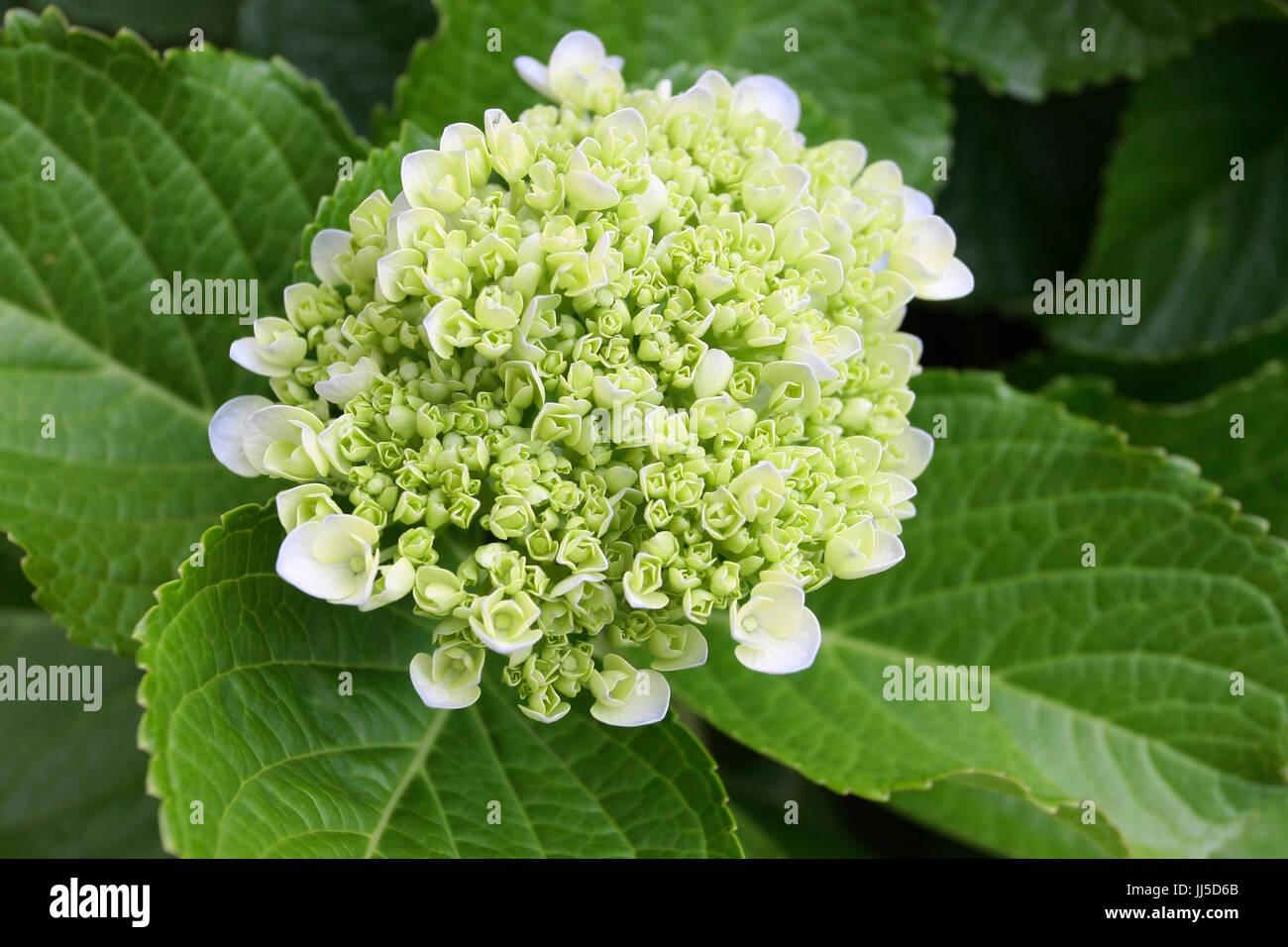 Hortencia flower hi-res stock photography and images - Alamy