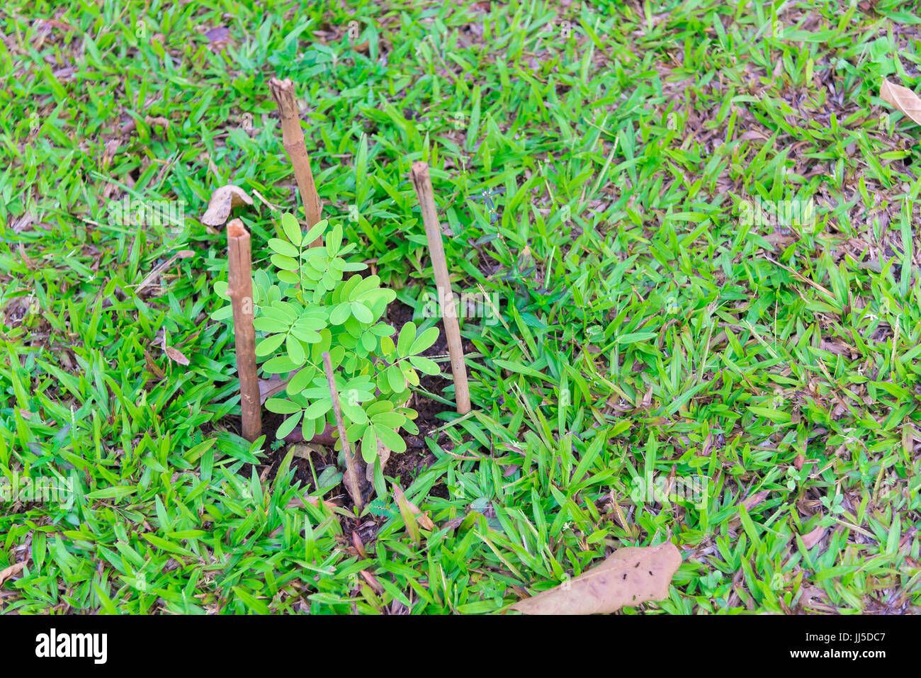 Small plant in garden or park. little tree in meadow, shallow focus ...
