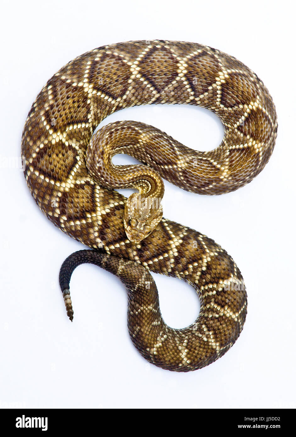 Rattlesnake hi-res stock photography and images - Alamy
