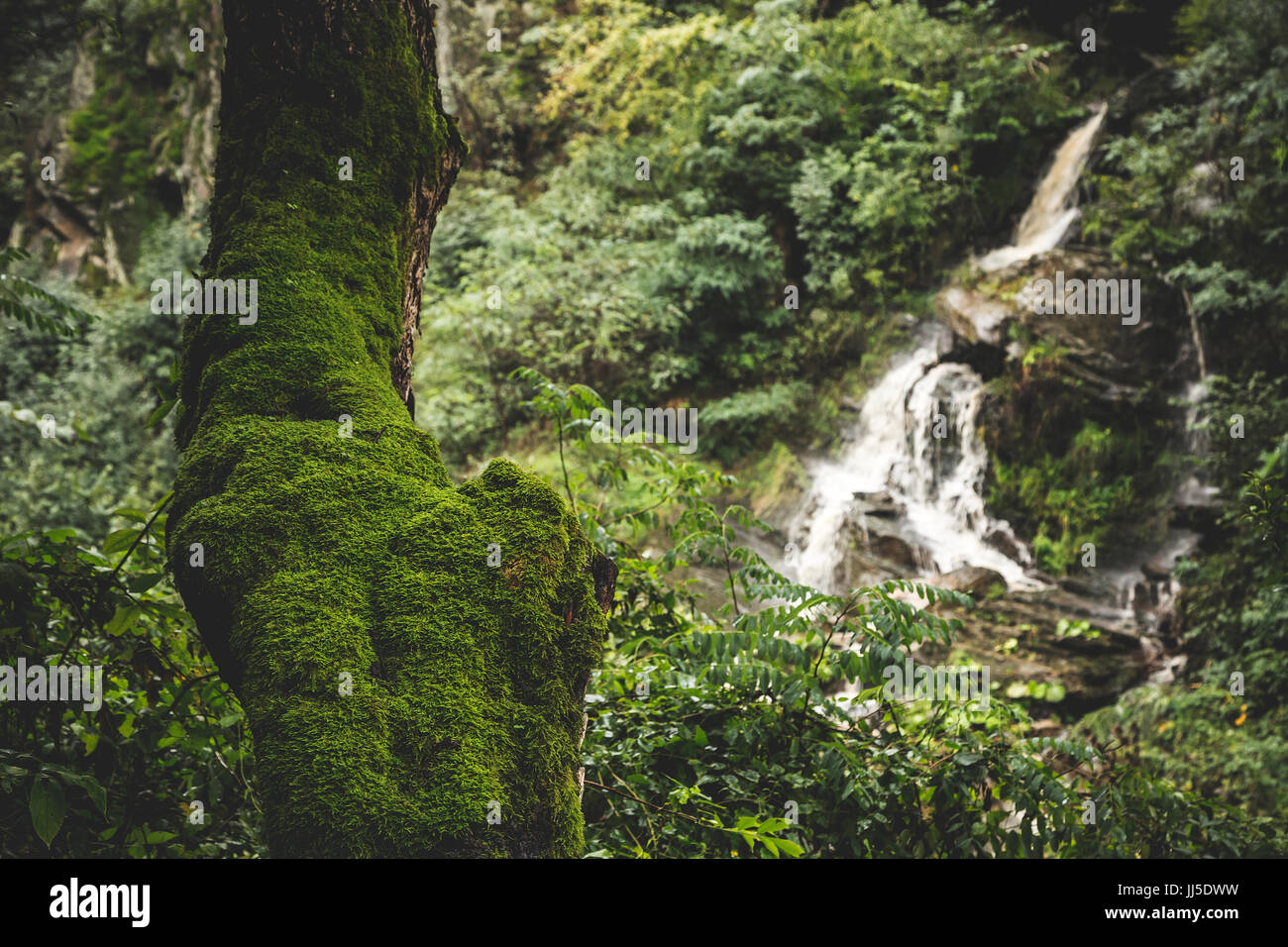 Waterfall in the forest Stock Photo - Alamy