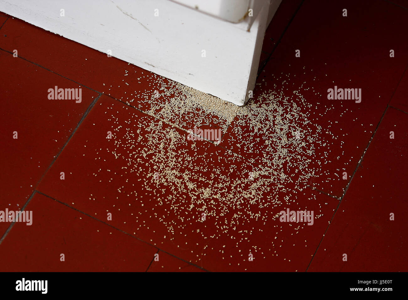 Waste, termite, grain, small, floor, Brazil Stock Photo - Alamy