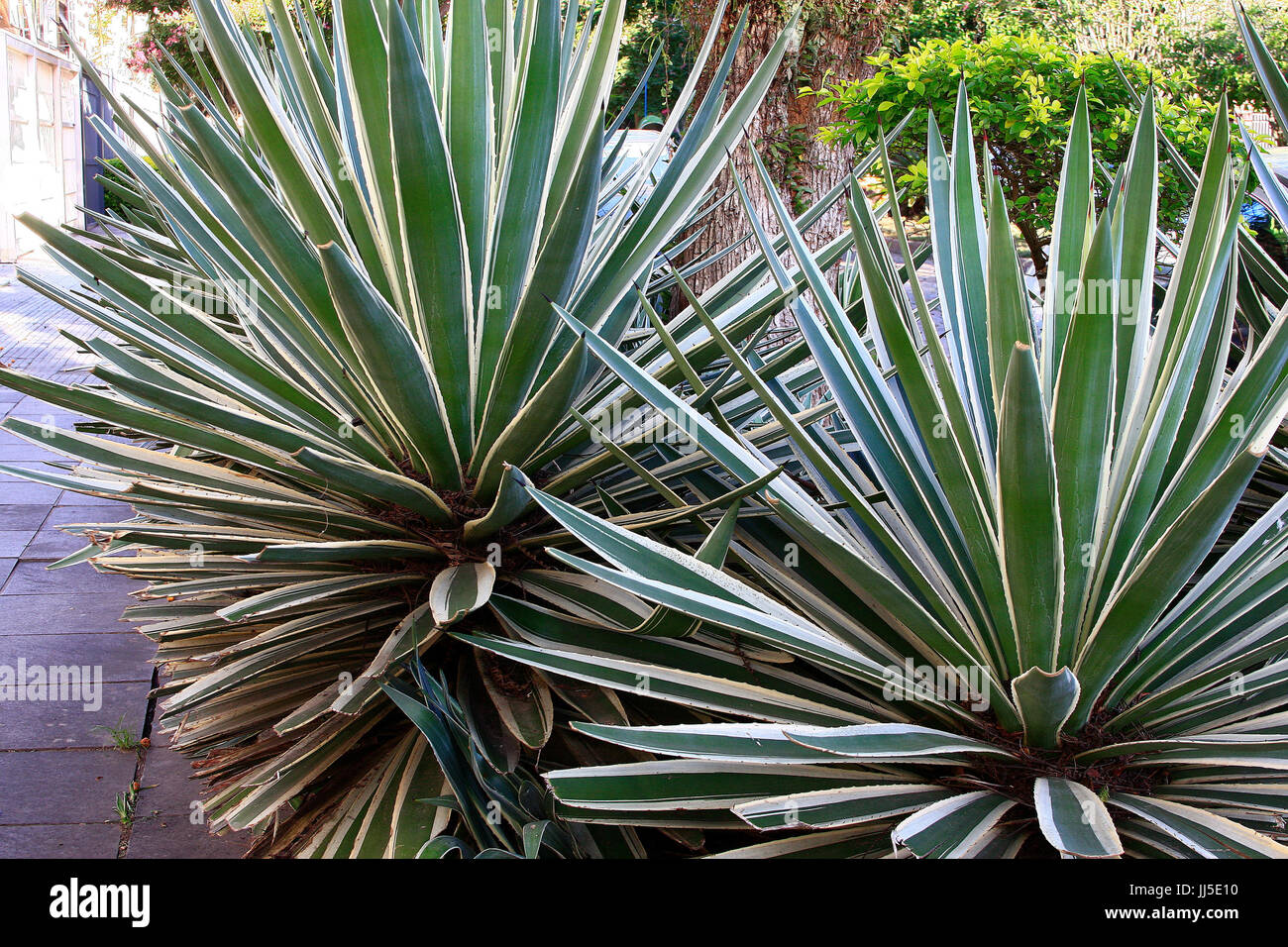 Brazil flower root hi-res stock photography and images - Alamy
