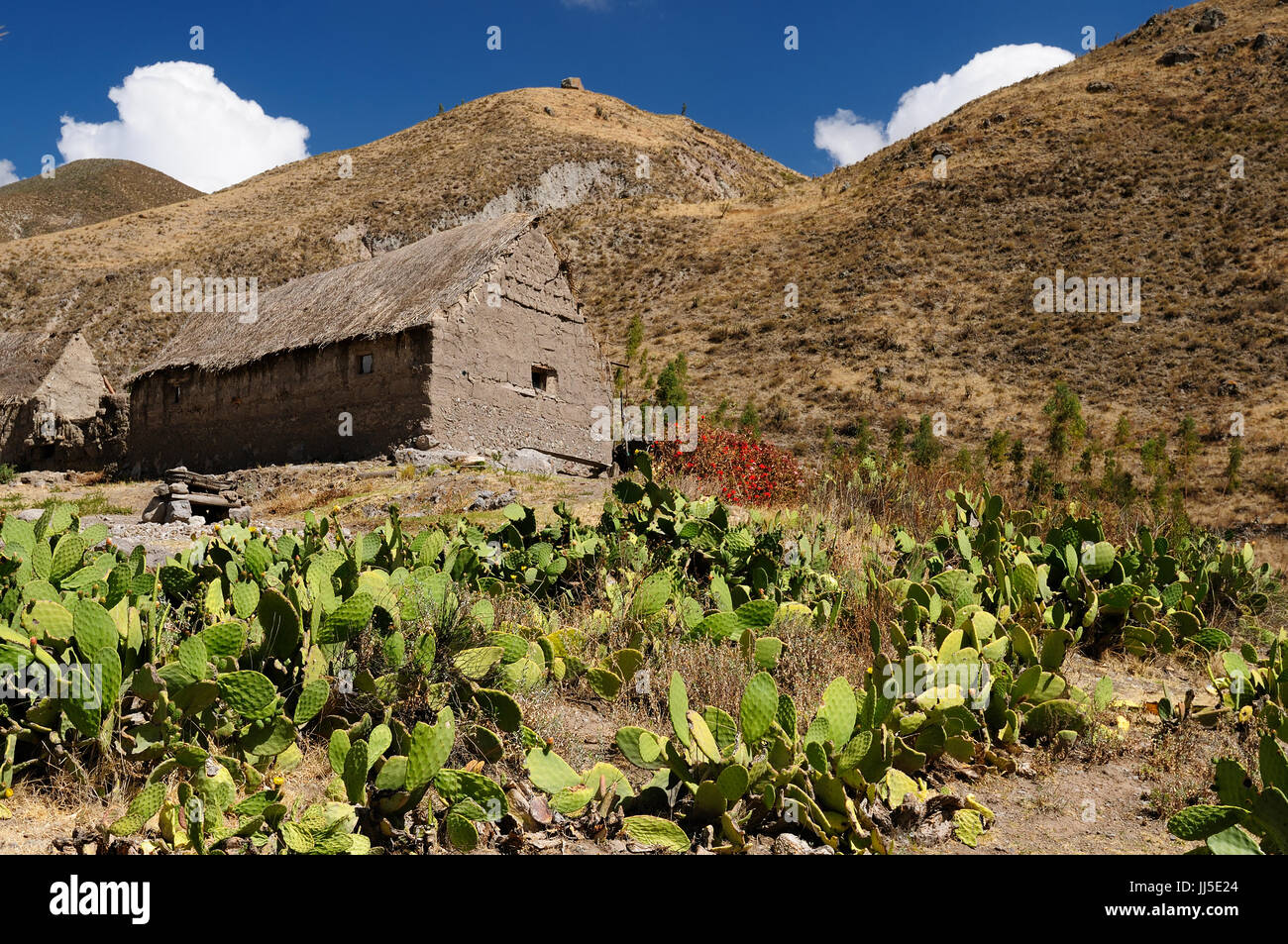 Traditional houses in the Colca canyon fenced in from cacti, Peru Stock ...