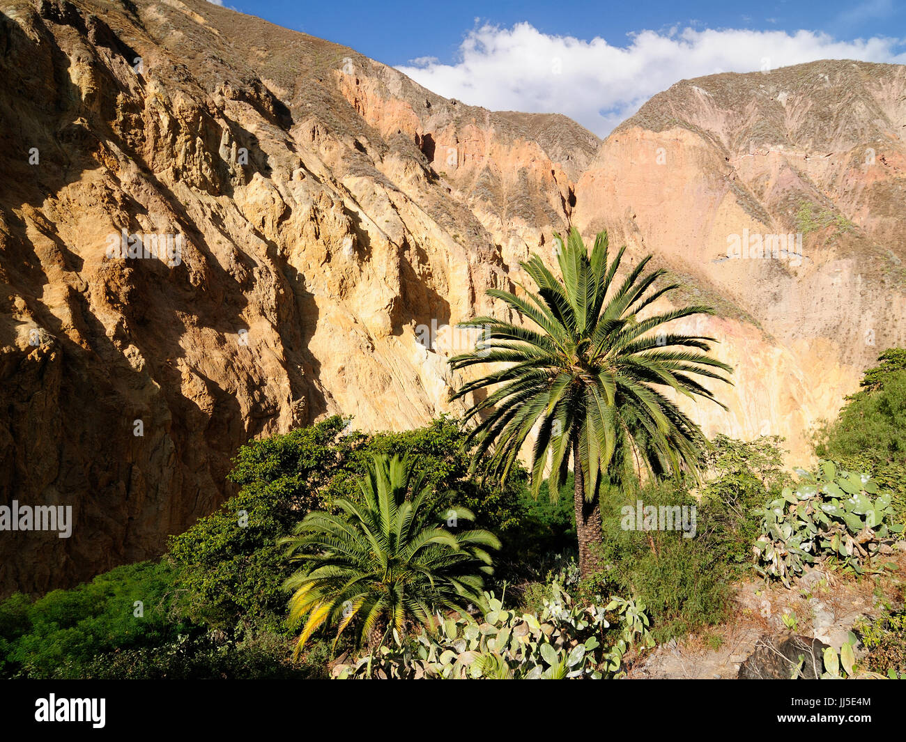 South America, Peru, Colca canyon. the secend wolds deepest canyon at ...