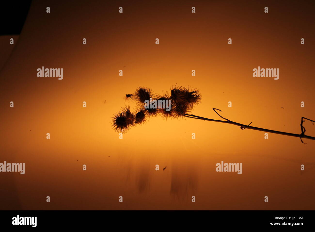 Still life plants on a light background Stock Photo - Alamy