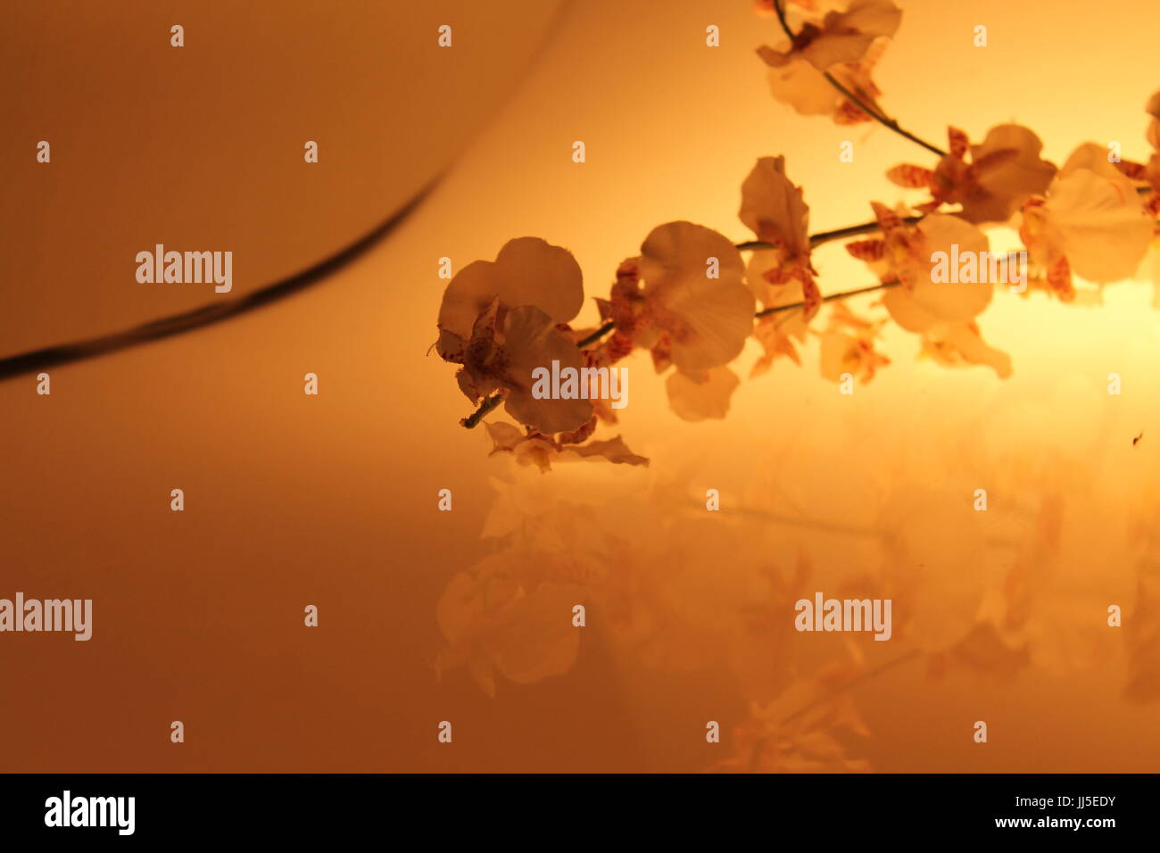 Still life plants on a light background Stock Photo - Alamy