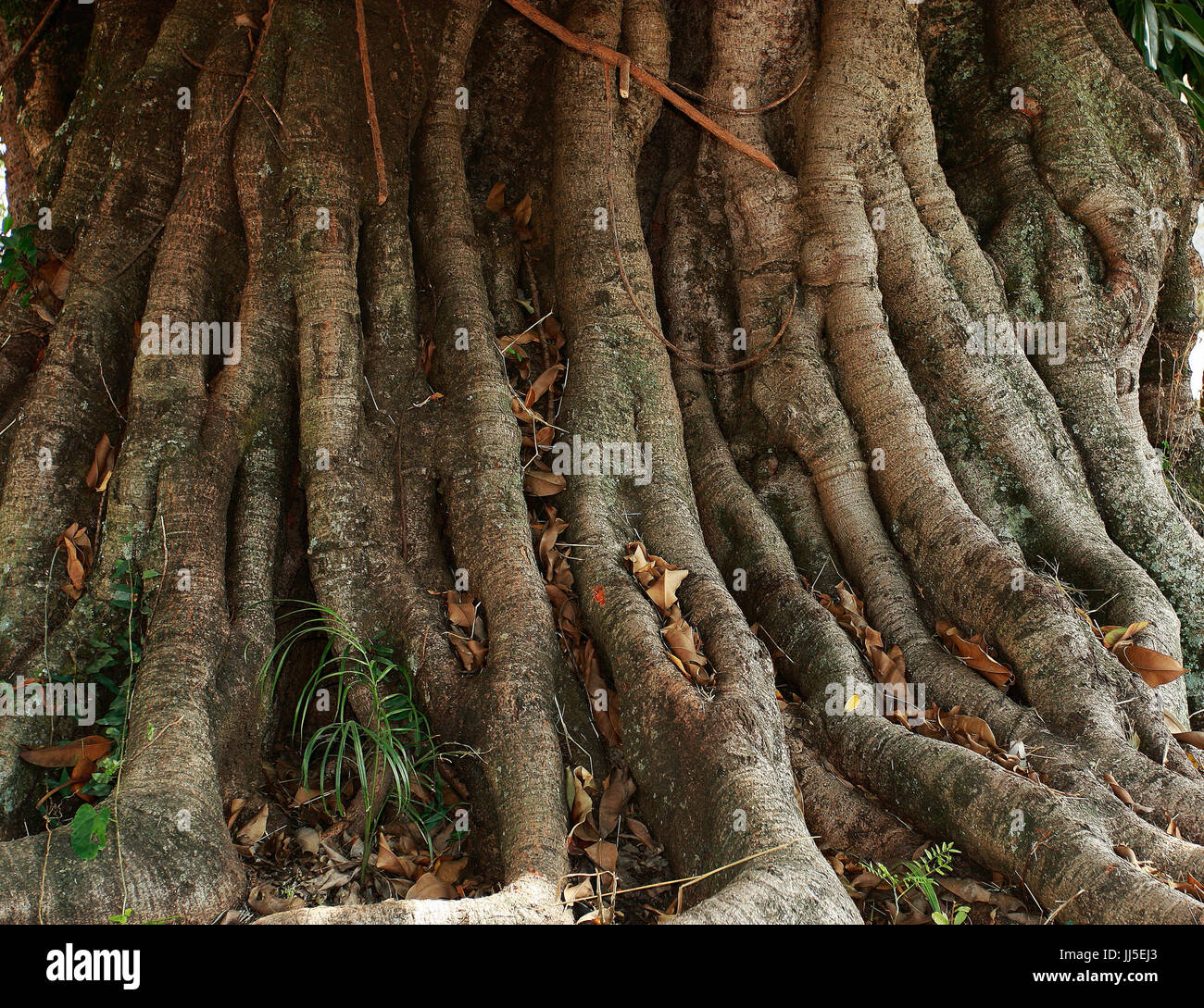 Tree, trunk, stalk, root, wood, Brazil Stock Photo - Alamy